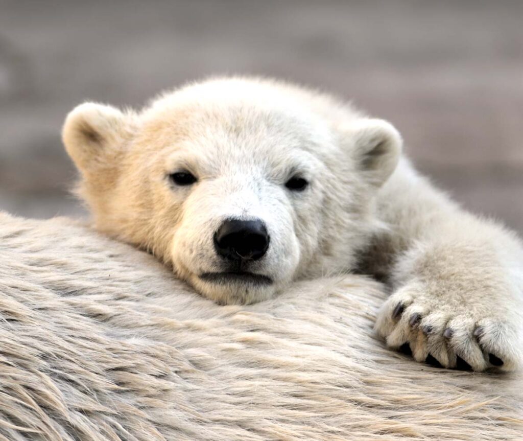 Smawarm - Creative Tech Textile Co., Ltd.